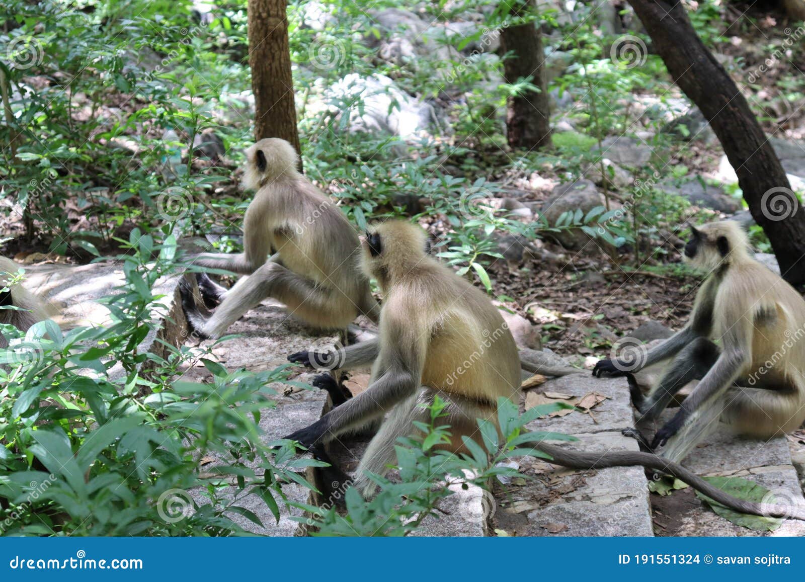 Three Monkeys Sitting in One Raw. Stock Photo - Image of squirrel, tree ...