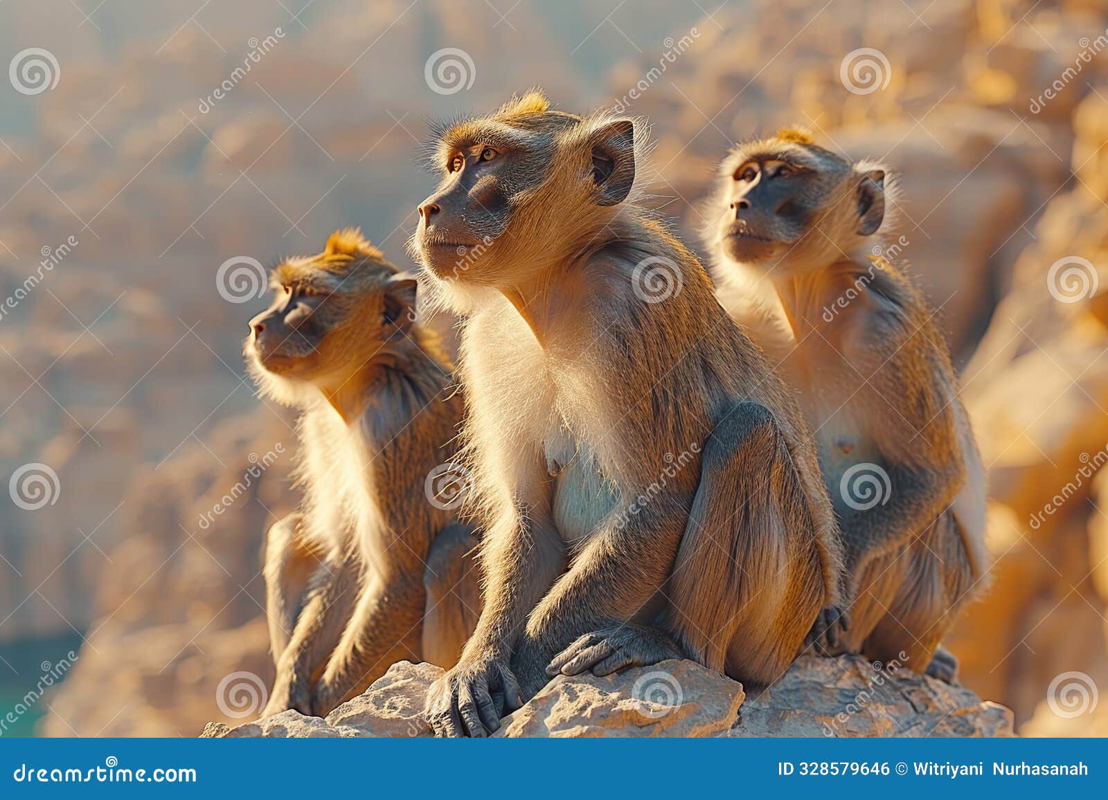 Three Monkeys Sitting on a Rock Stock Illustration - Illustration of ...