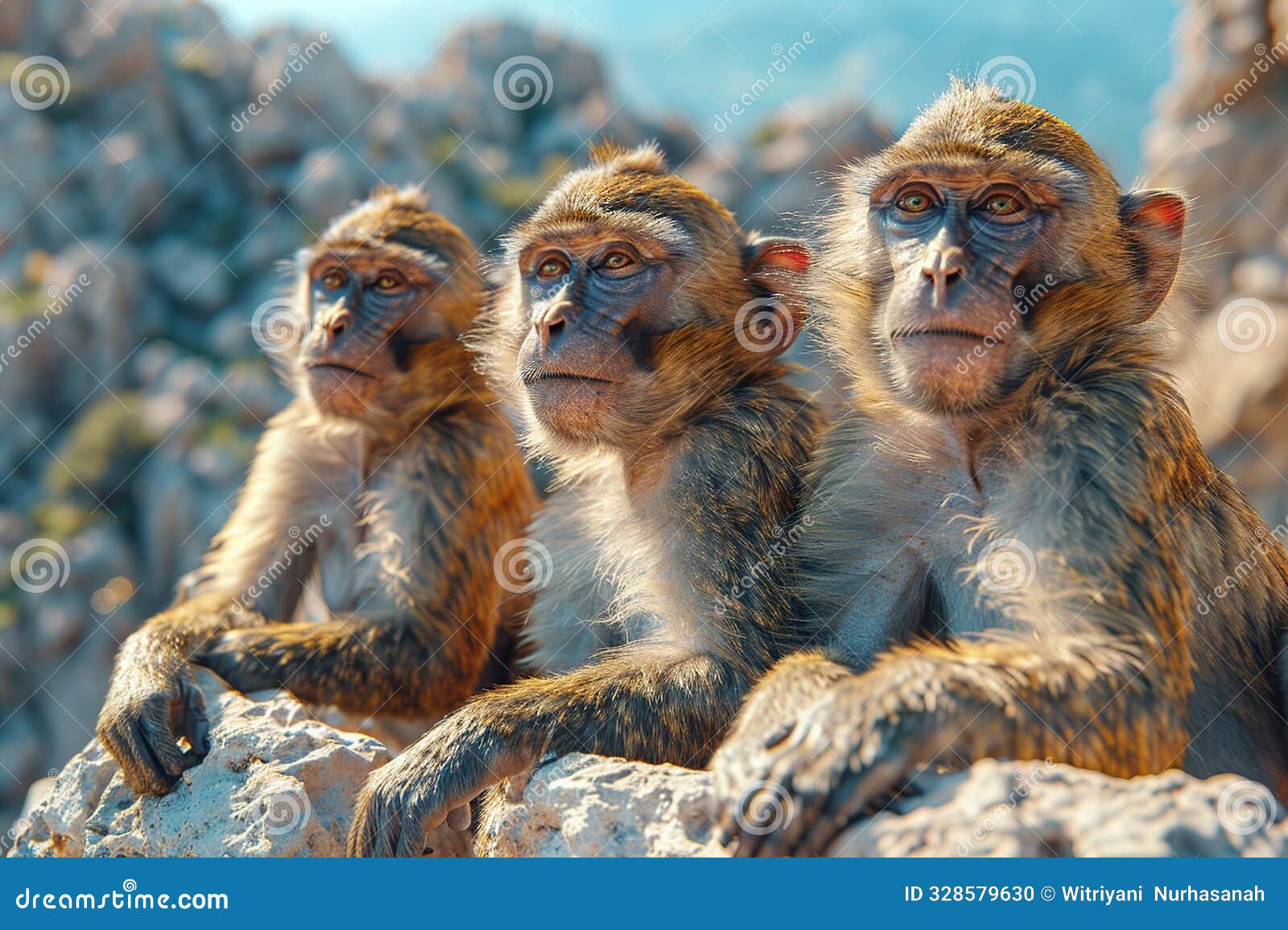 Three Monkeys Sitting on a Rock Stock Illustration - Illustration of ...