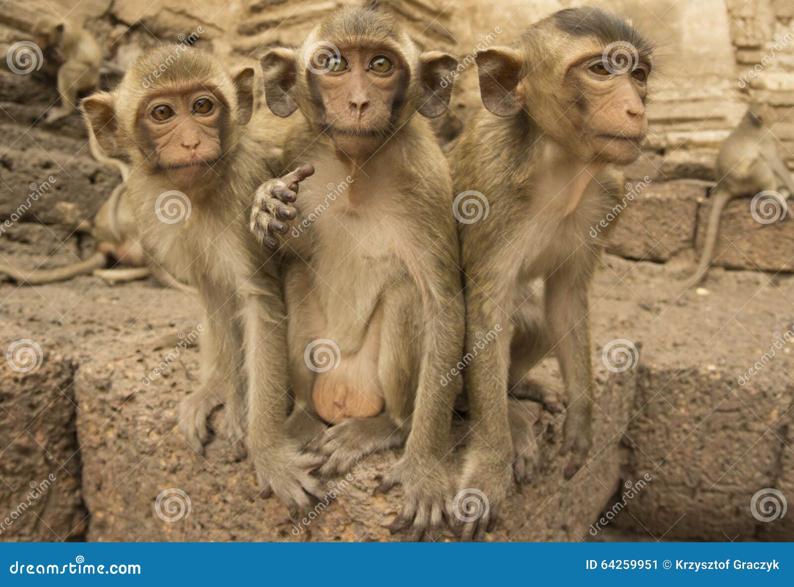 Three monkeys stock image. Image of friendship, confidence - 64259951