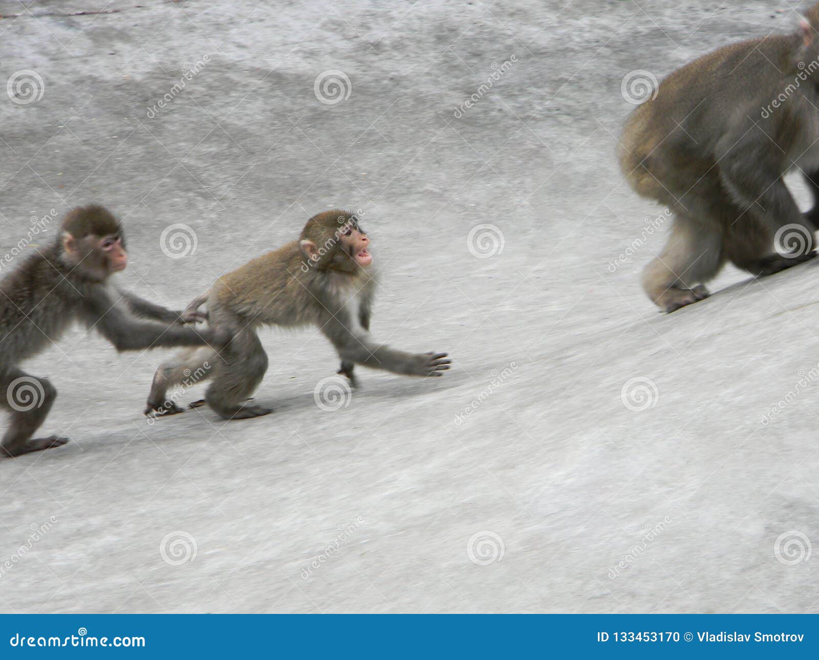 Three monkeys stock photo. Image of beautiful, snow - 133453170