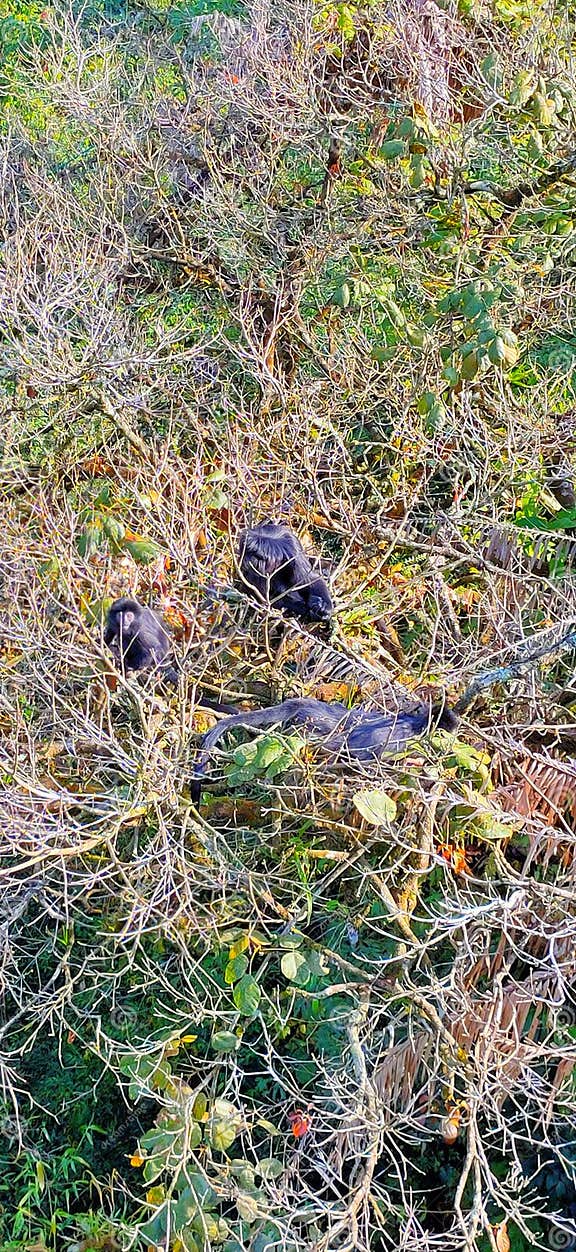 Three Monkeys at the Top of Tree Stock Image - Image of wildlife ...