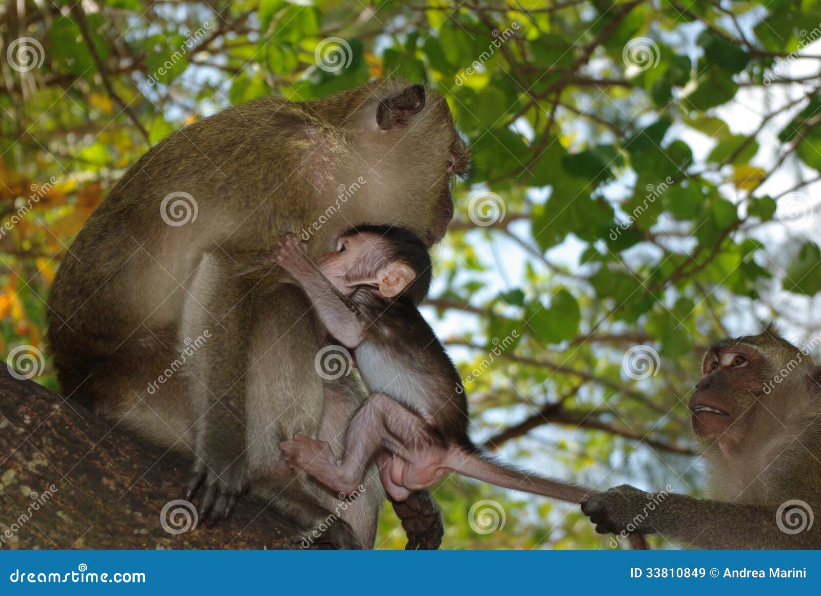 Three monkeys stock image. Image of romance, breastfeeding - 33810849