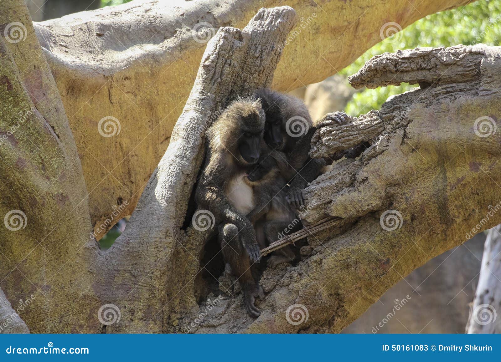 Three monkeys on tree stock image. Image of young, cute - 50161083