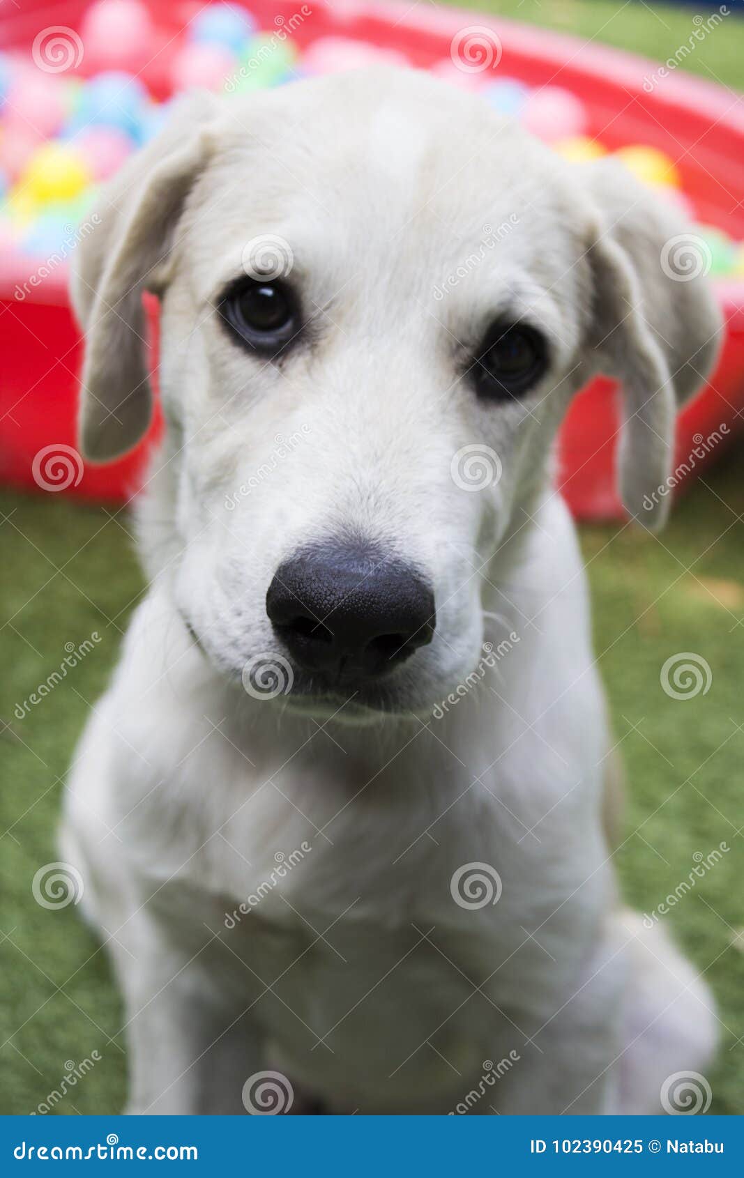 Three Month Labrador in the Yard Stock Image - Image of closeup, grass ...