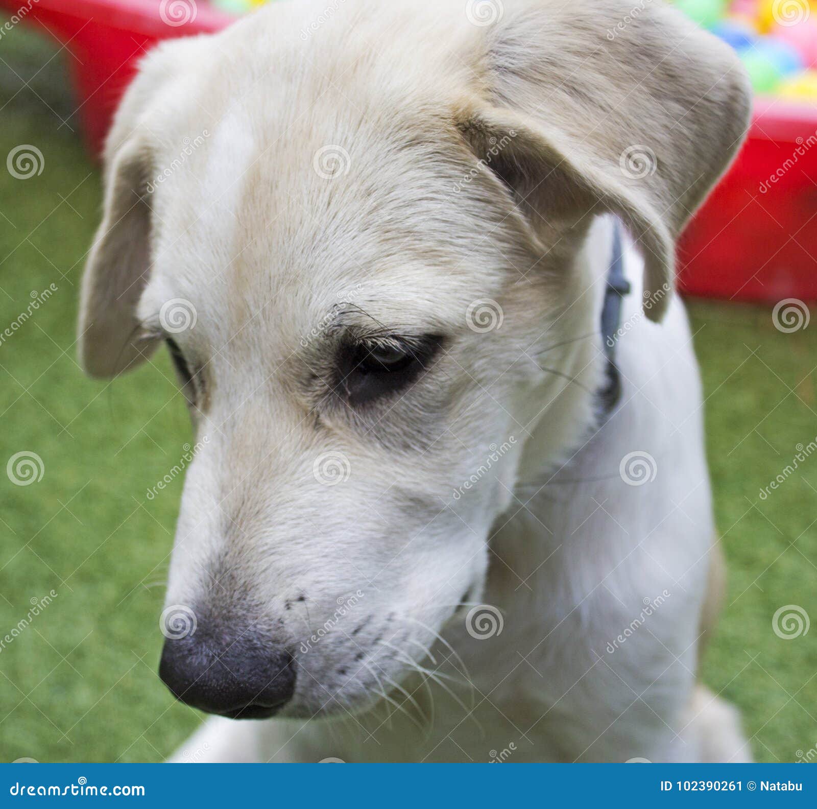 Three Month Labrador in the Yard Stock Image - Image of grass, baby ...