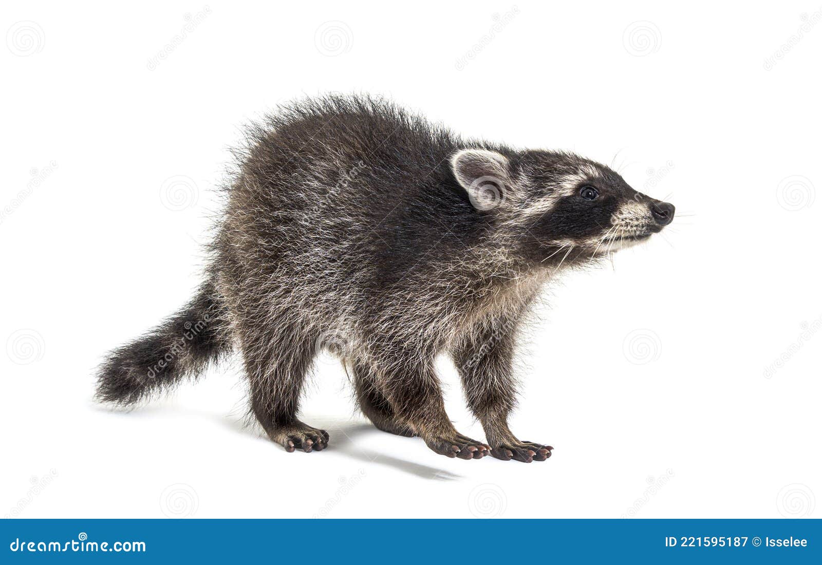 Three Months Old Young Raccoon Standing in Front, Isolated Stock Image ...