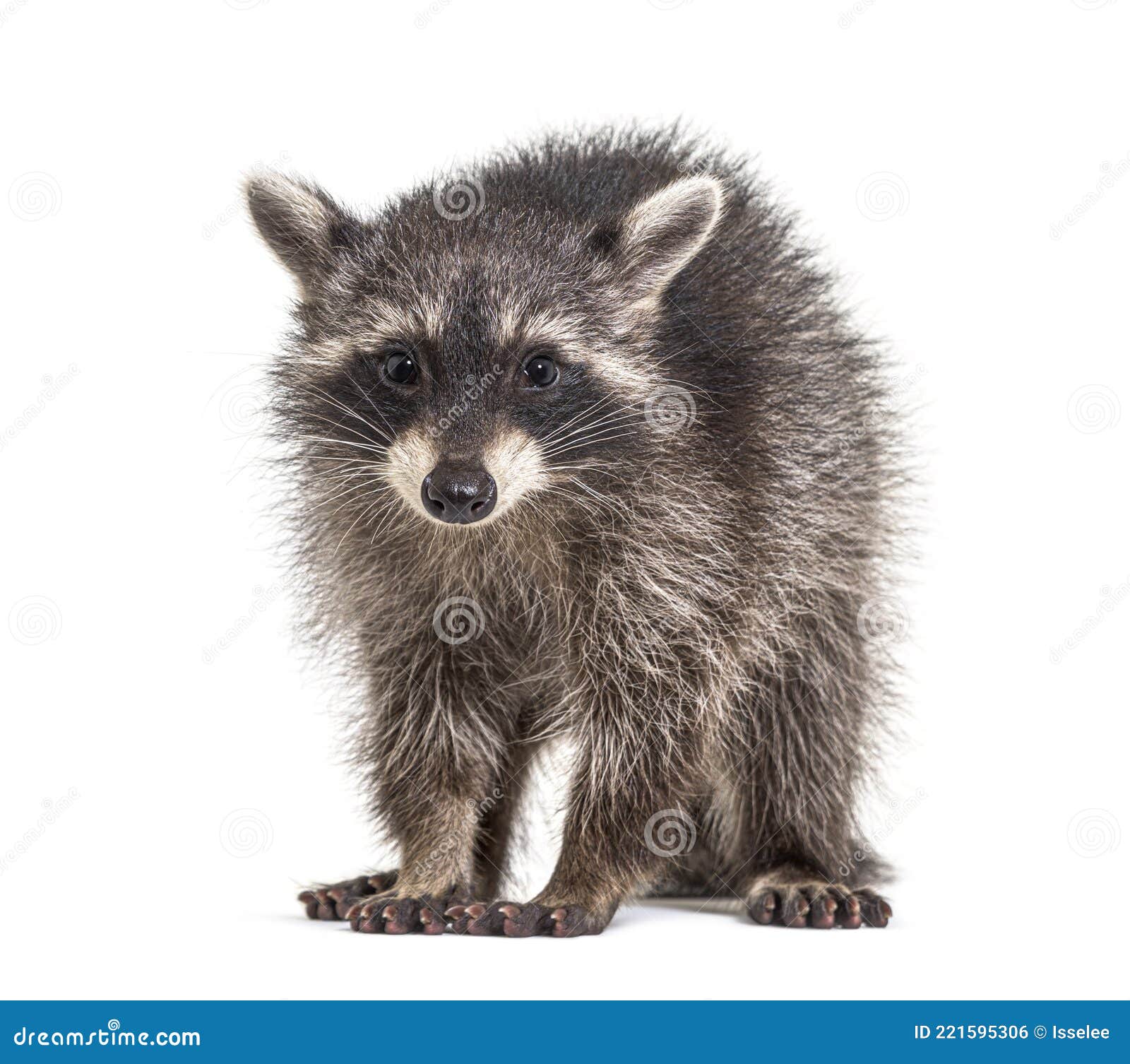 Three Months Old Young Raccoon Standing in Front, Isolated Stock Photo ...