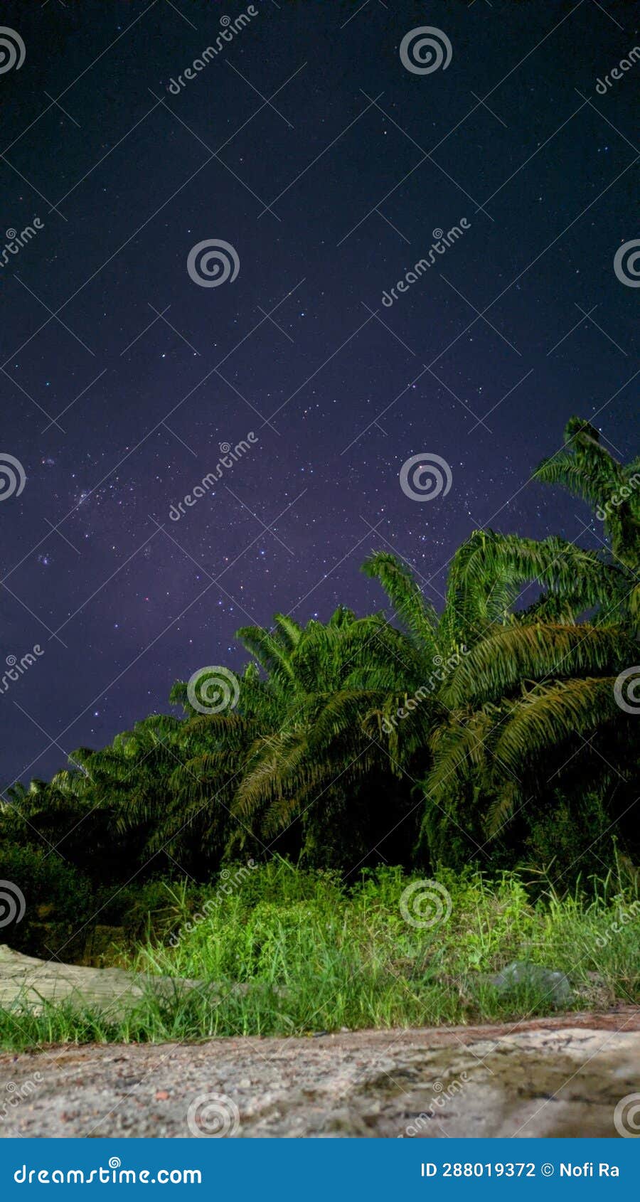 Three moon star bush night stock photo. Image of three - 288019372