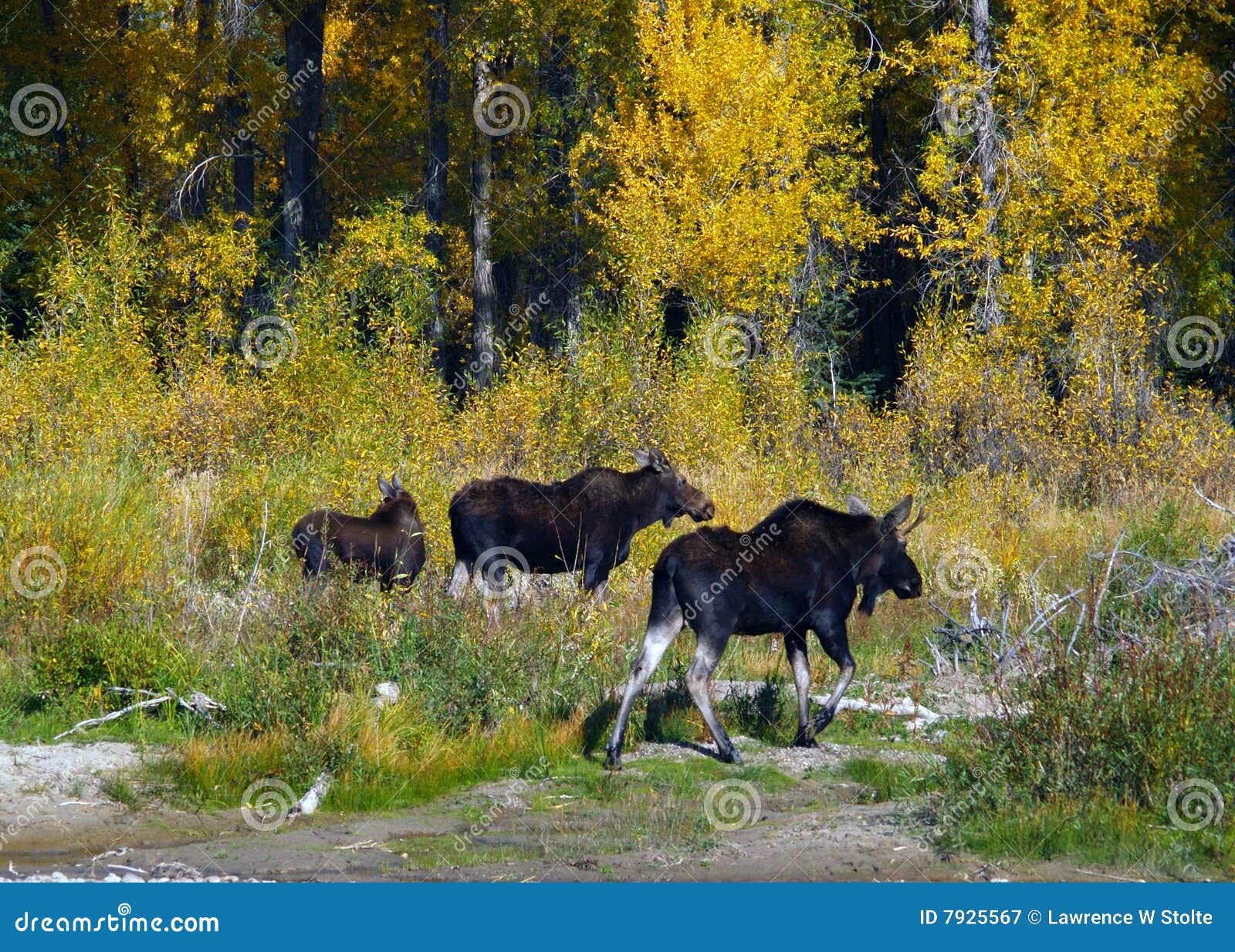Three Moose Elks Running In A Raps Field In Spring Stock Photography ...