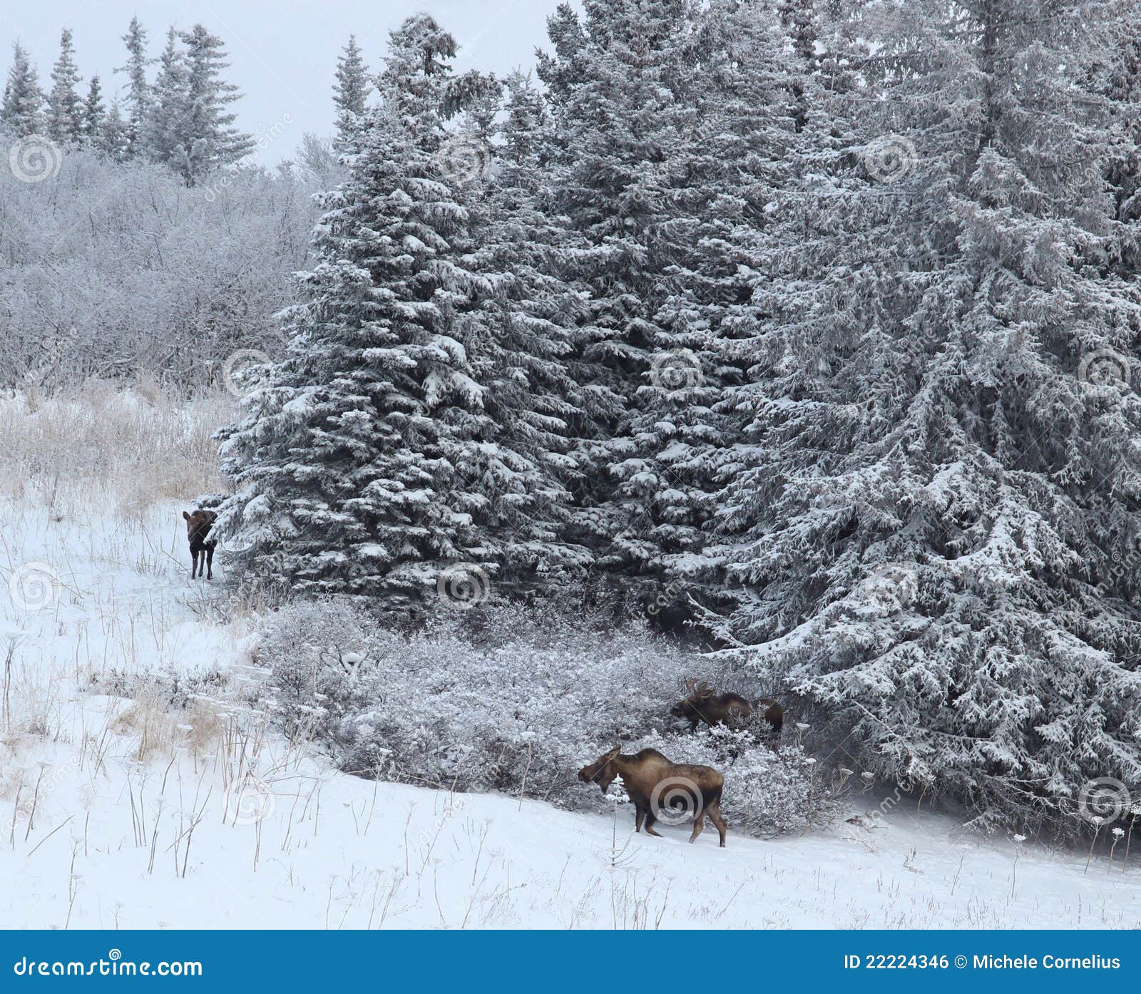 Three Moose Elks Running In A Raps Field In Spring Stock Photography ...