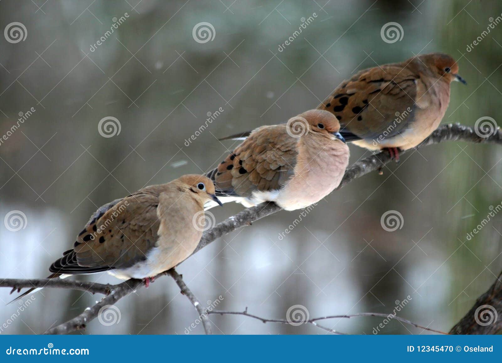 Three Mourning Doves stock photo. Image of birds, doves - 12345470