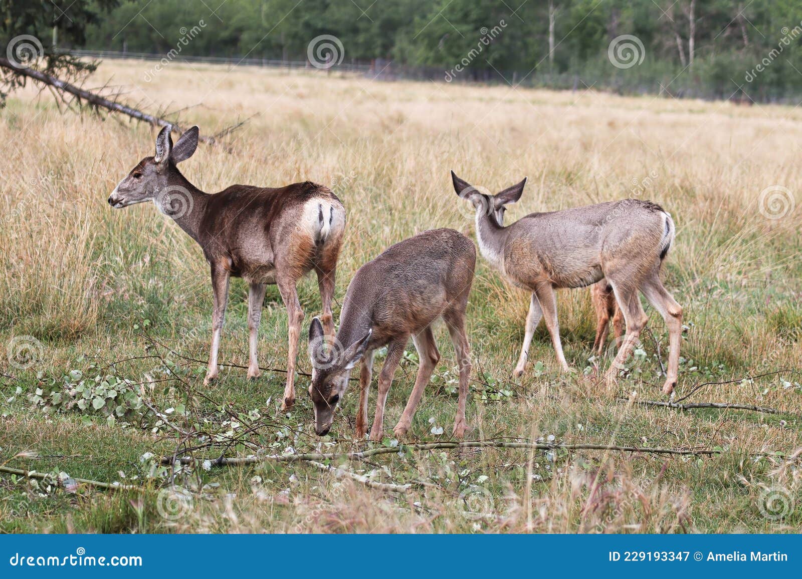 Three Mule Deer Standing in a Grassy Meadow Stock Image - Image of ...