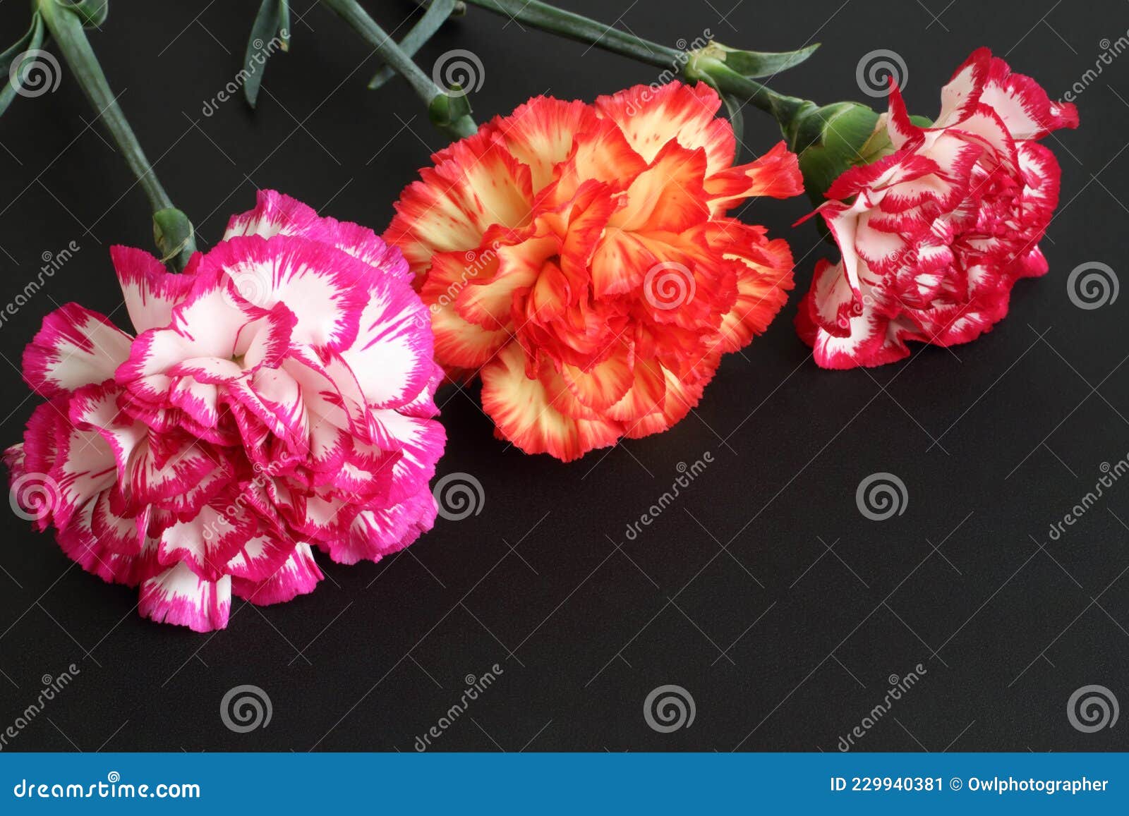 Three Multi-colored Carnations Lying on a Black Stone Slab. Closeup ...