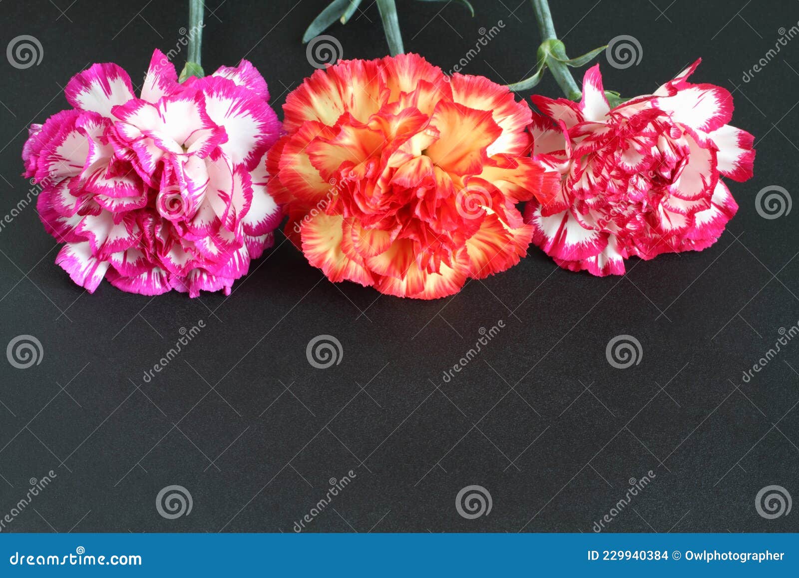 Three Multi-colored Carnations Lying on a Black Stone Slab. Closeup ...