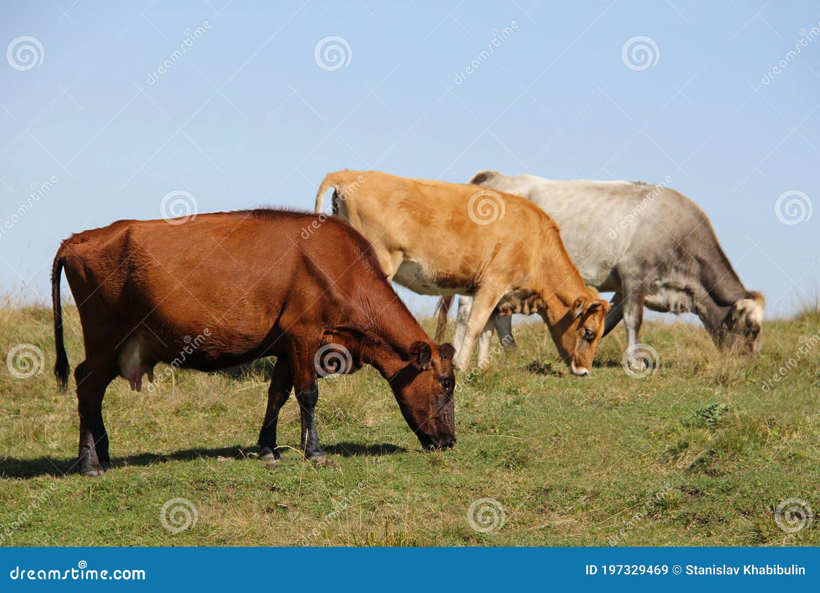 Three Multi-colored Heart-shaped Mousse Cakes Against A Dark Background ...