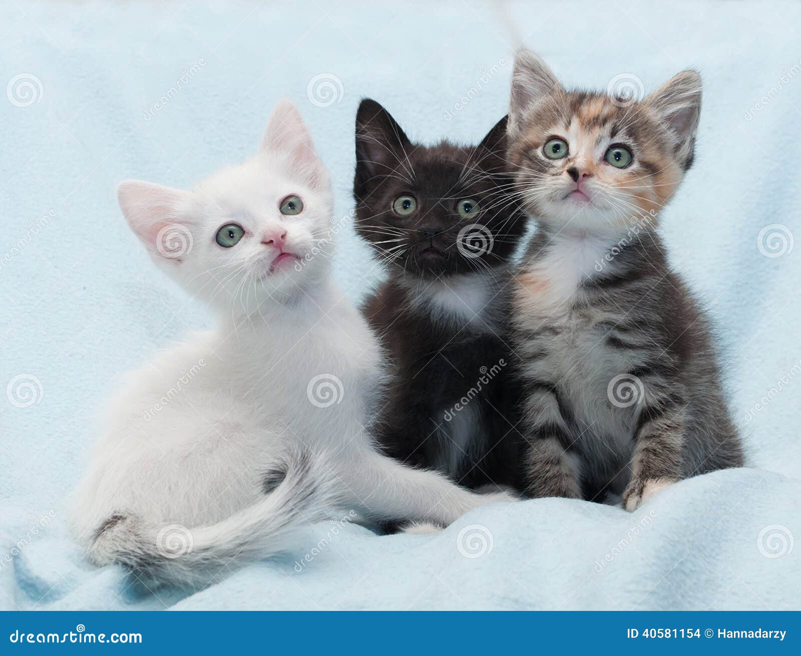 Three Multi-colored Kitten Looking Up on Blue Stock Photo - Image of ...