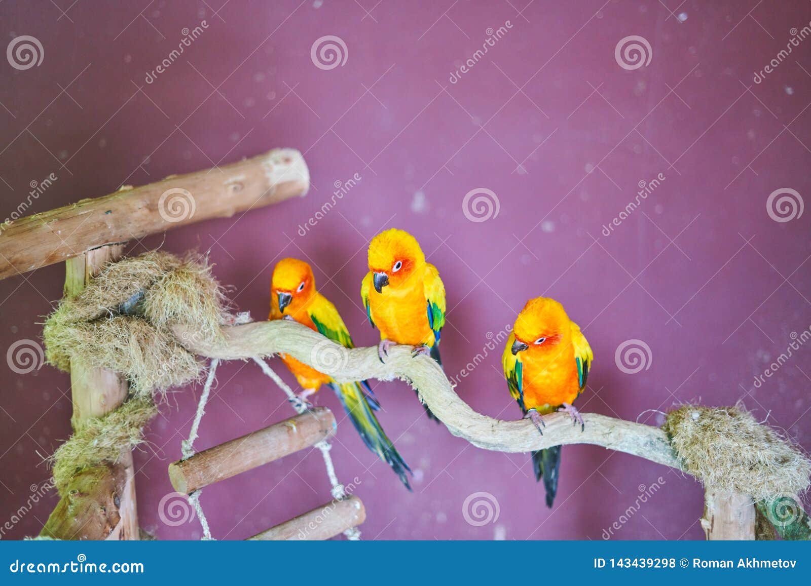 Three Multi-colored Parrots are Sitting on a Branch Stock Photo - Image ...