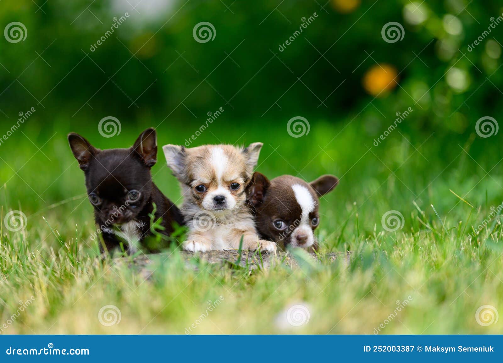 Three Multi-colored Puppies are Sitting Against Backdrop of Nature in ...