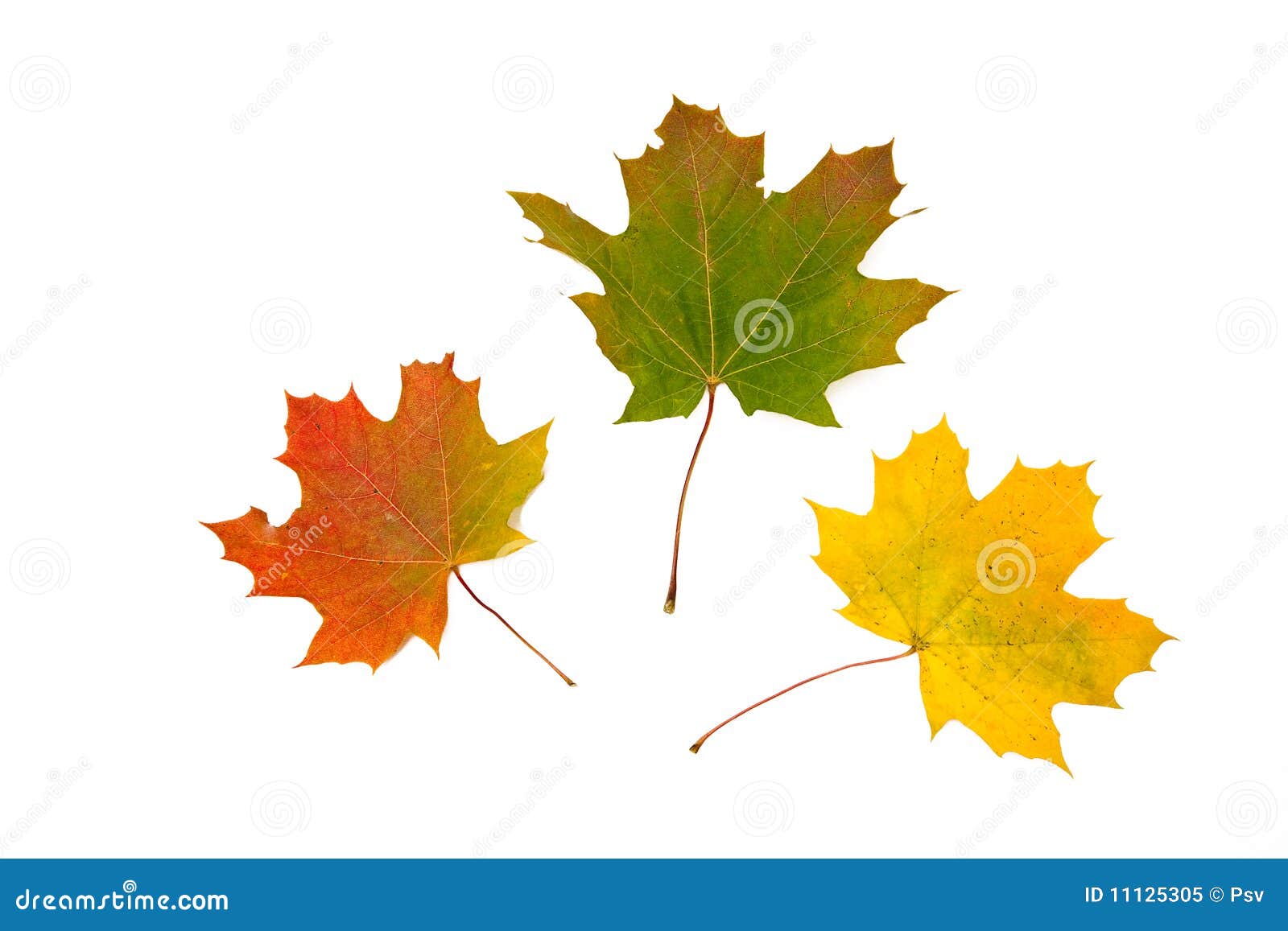 Three Multi-coloured Maple Leaves Stock Image - Image of plant, gold ...