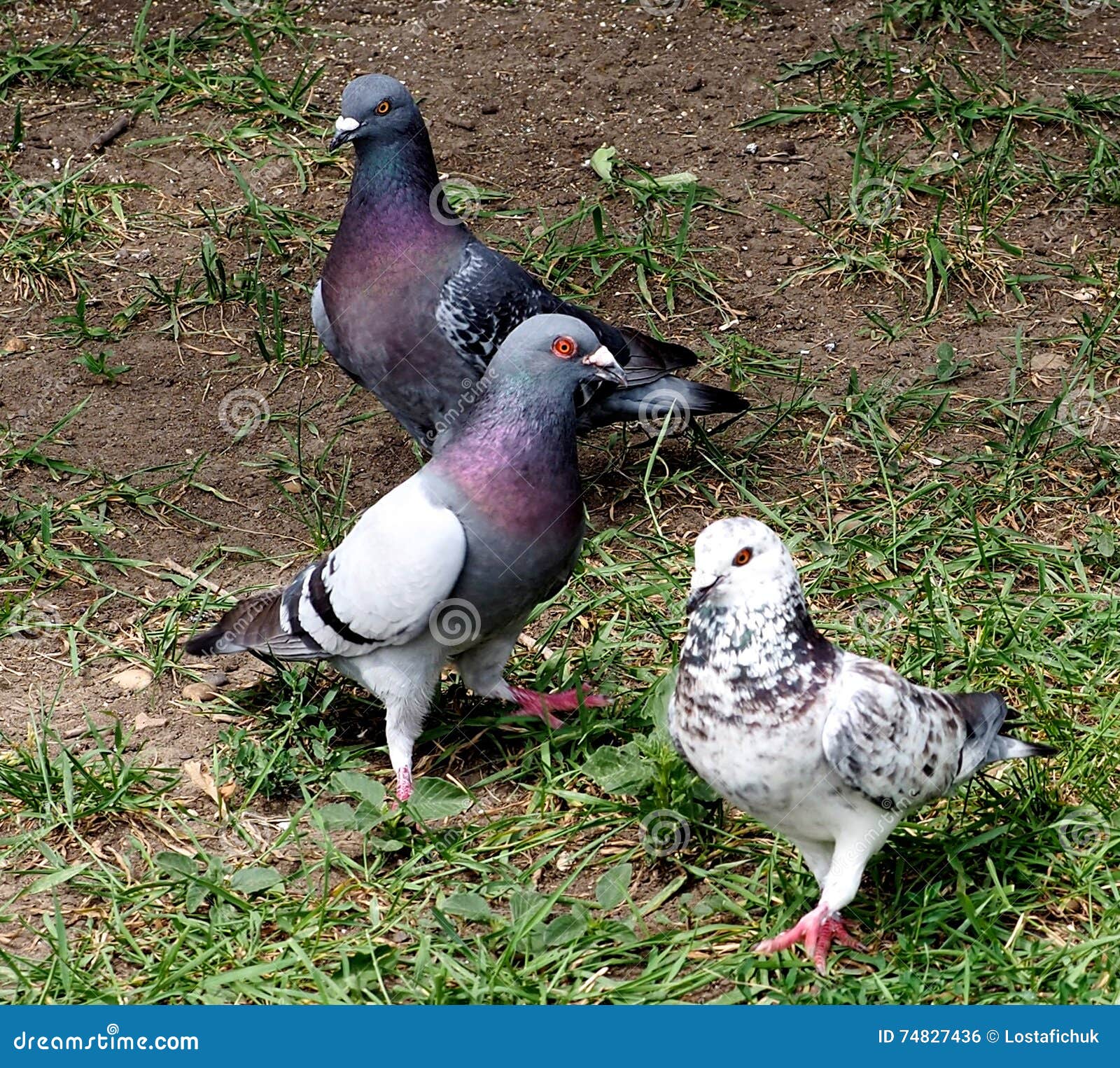 Three Multi-Coloured Pigeons on a Lawn Stock Photo - Image of birds ...