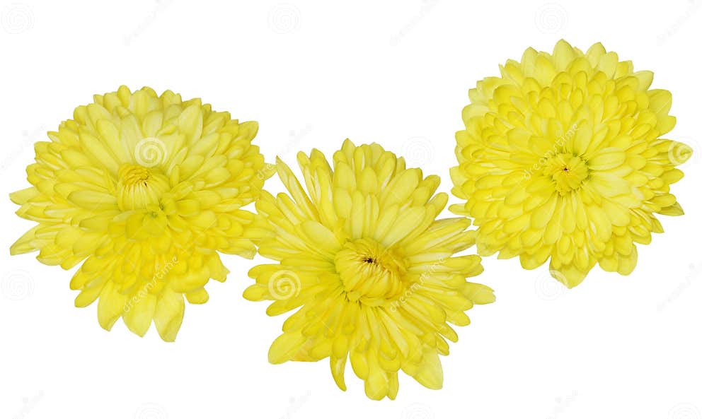 Three Mums stock image. Image of flowers, elements, positive - 8207903