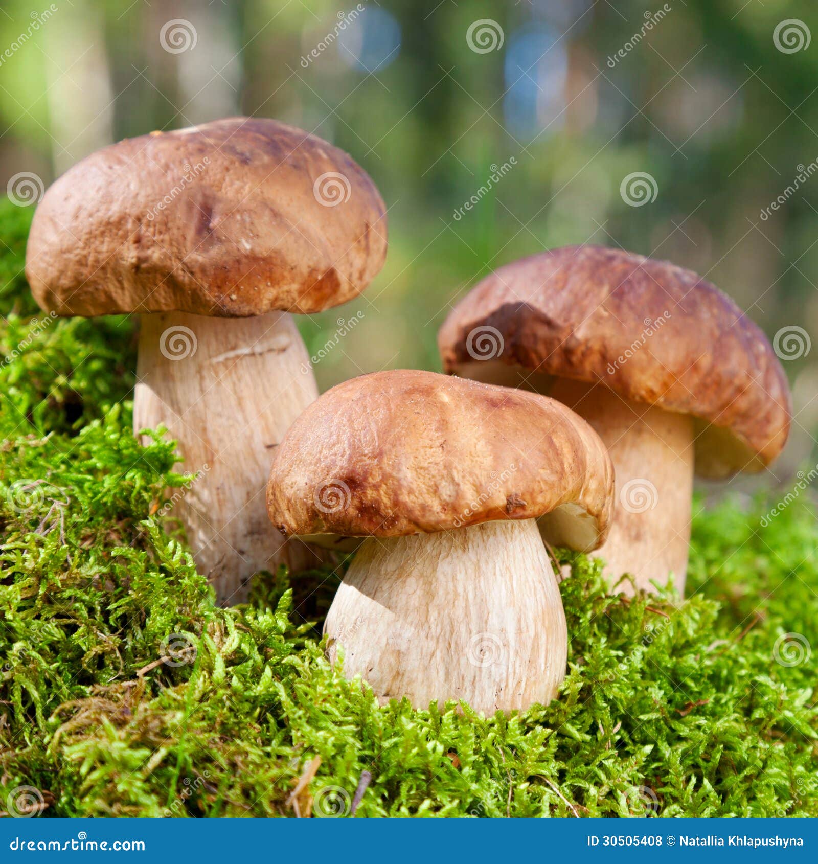 Three Mushroom (porcini) on Moss Stock Photo - Image of porcini ...