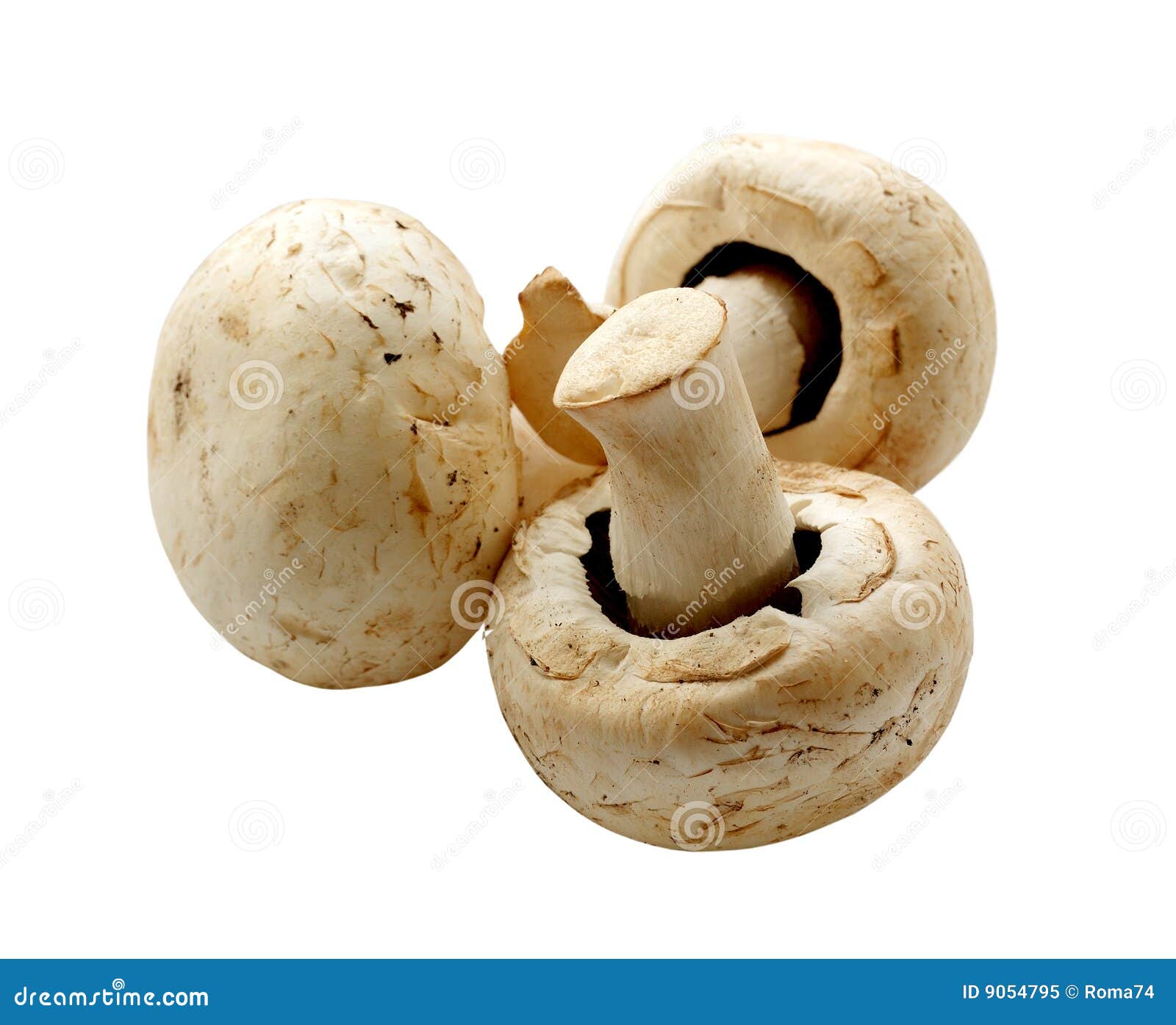Three mushrooms stock image. Image of eating, preparation - 9054795