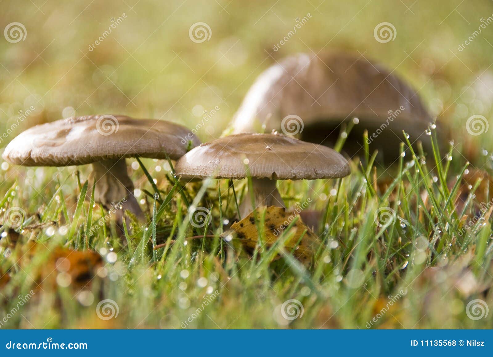 Three Mushrooms in Morning Dew Stock Photo - Image of toad, sweden ...