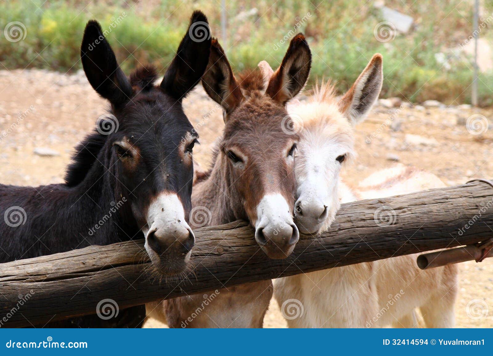 Three musketeers stock photo. Image of animals, donkeys - 32414594