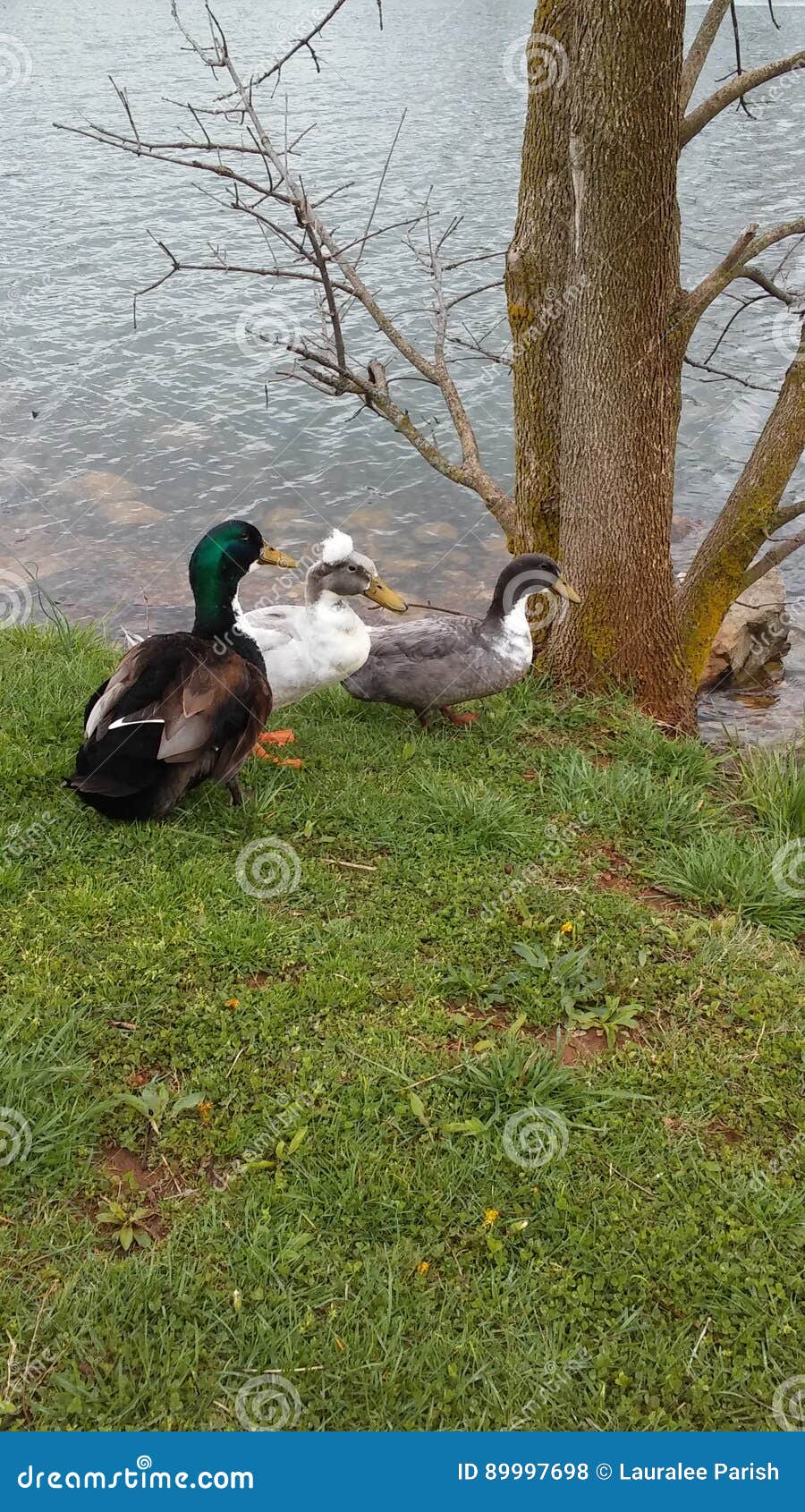 Three musketeers stock photo. Image of gone, three, duck - 89997698