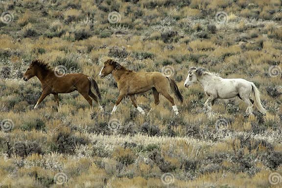 A Group of Three Mustangs Walking Together Stock Image - Image of ...