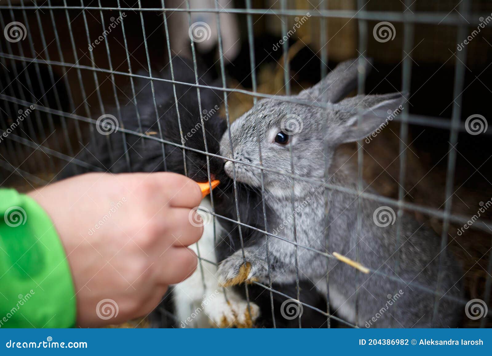 Three Muzzles of Fluffy Gray Rabbits in a Cage in a Zoo Stock Photo ...