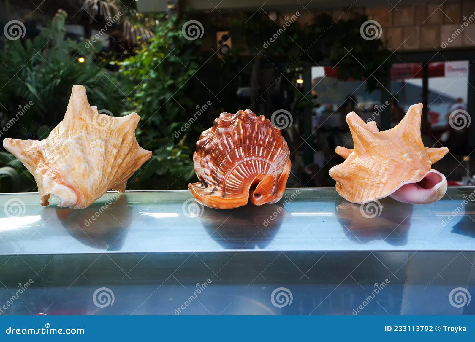 Beautiful Tropical Seashells Stock Photo - Image of colorful, closeup ...