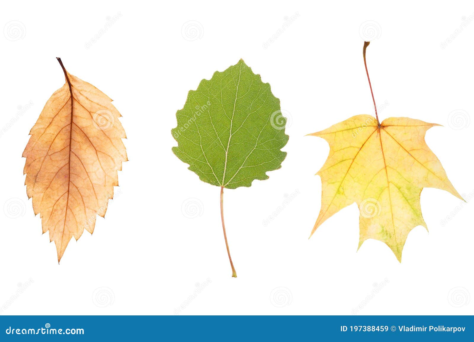 Three Natural Maple Leaves Isolated on White Background Stock Image ...