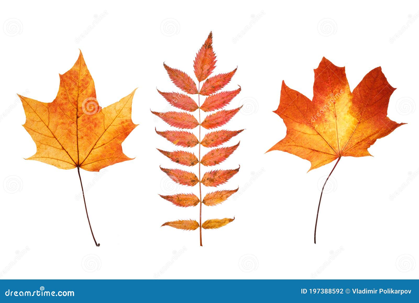 Three Natural Maple Leaves Isolated on White Background Stock Photo ...