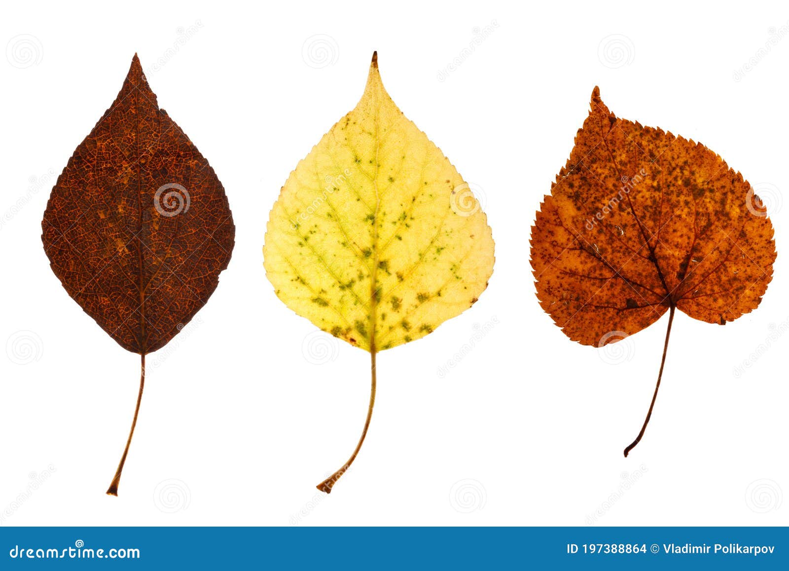 Three Natural Maple Leaves Isolated on White Background Stock Photo ...