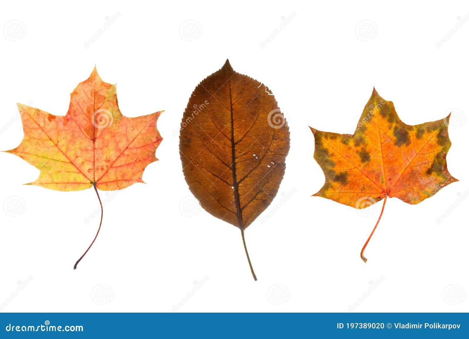 Three Natural Maple Leaves Isolated on White Background Stock Photo ...