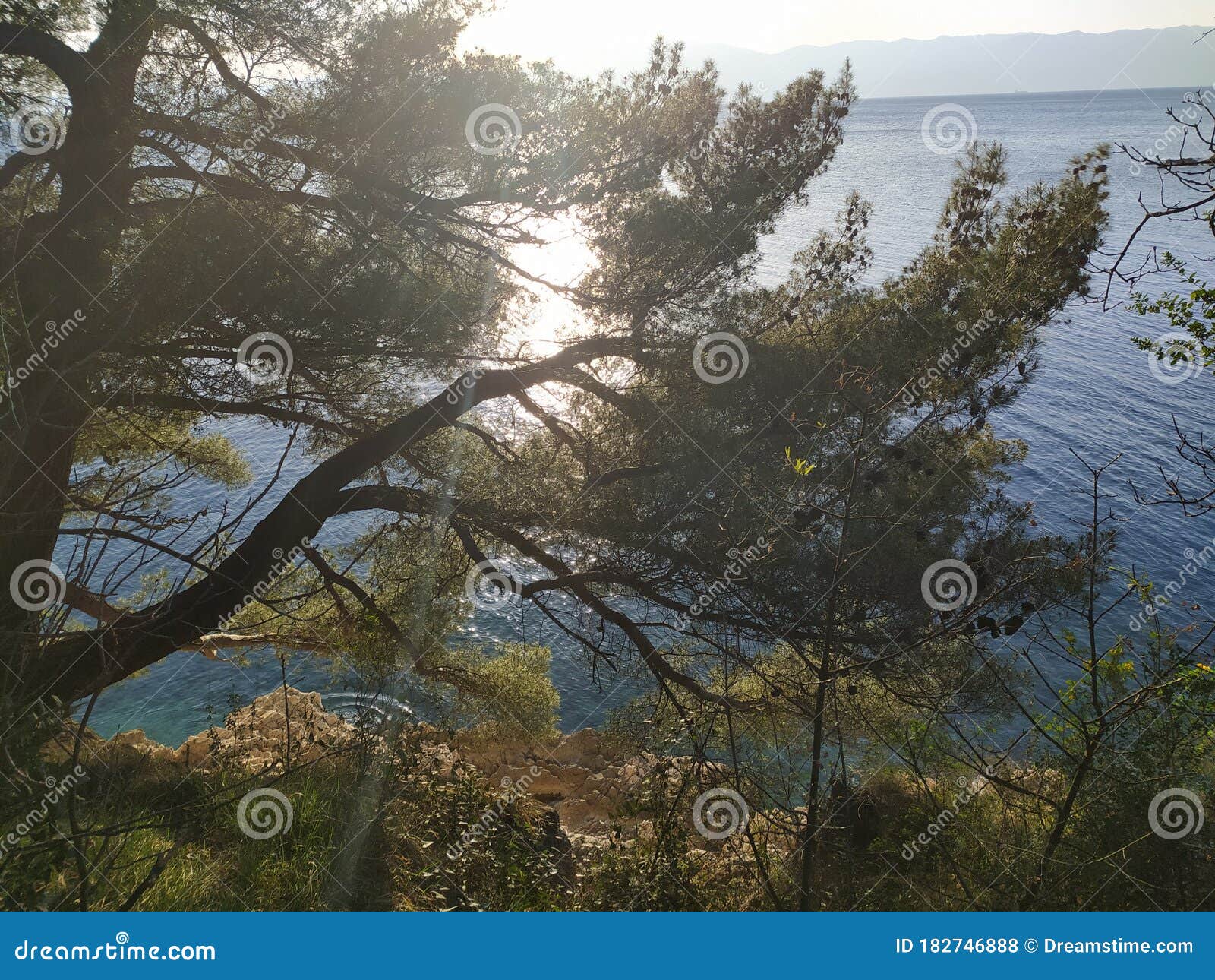 Three and nature stock photo. Image of wilderness, morning - 182746888