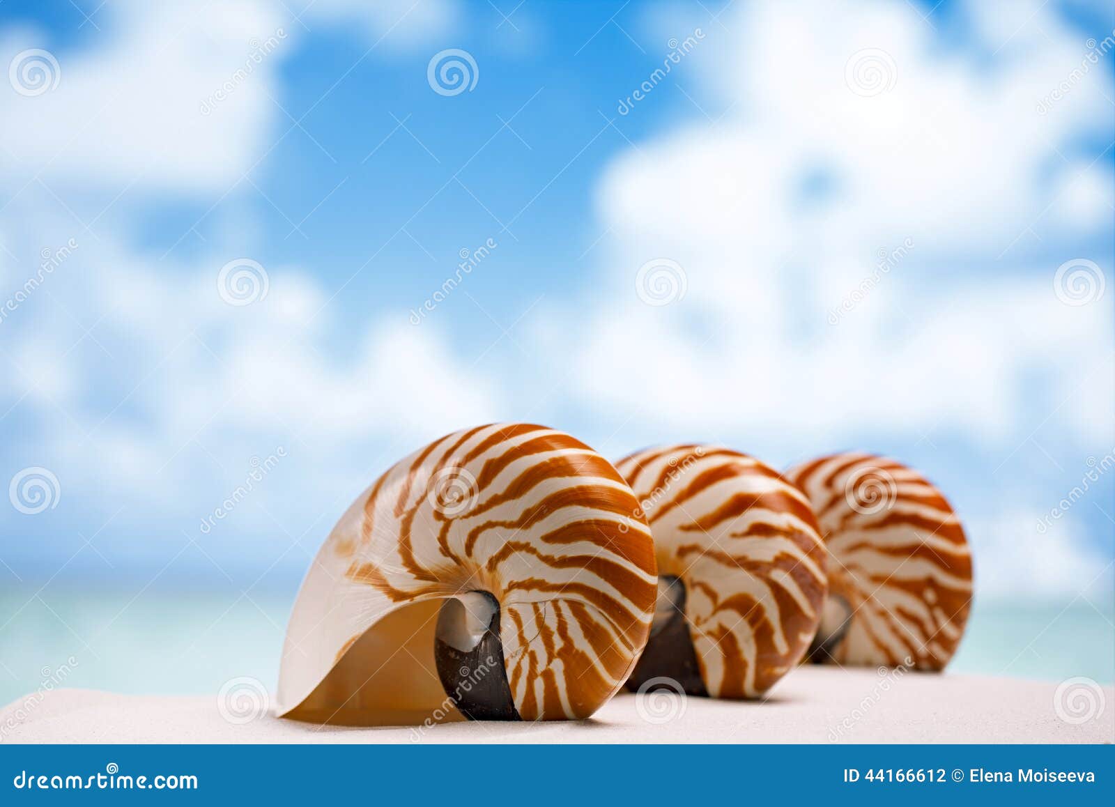 Three Nautilus Shell On White Florida Beach Sand Under The Sun Stock ...