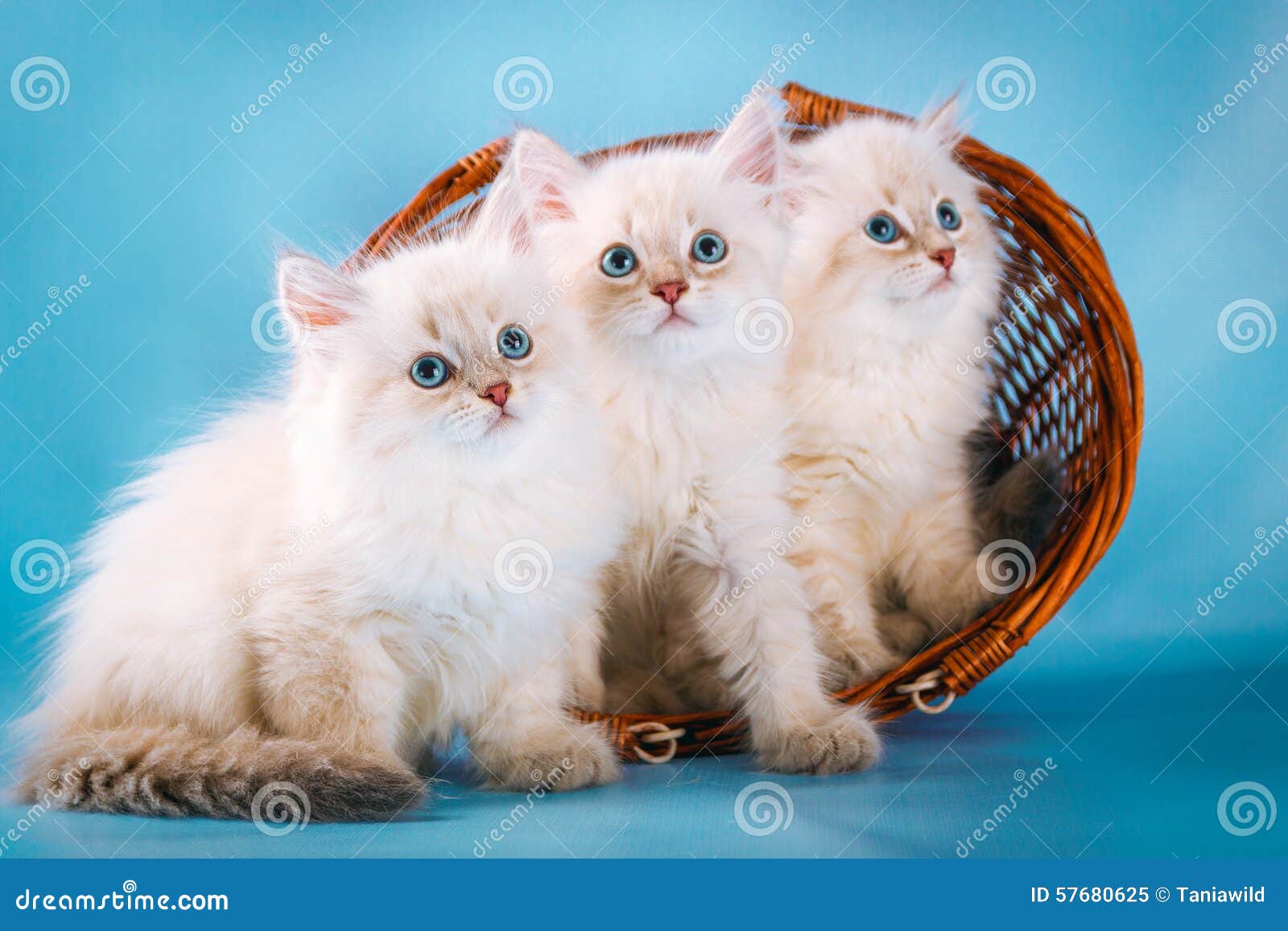 Three Neva Masquerade Kittens on Blue Background Stock Image - Image of ...
