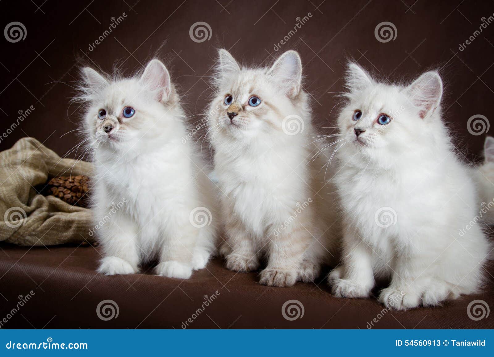 Three Neva Masquerade Kittens on Brown Background Stock Image - Image ...