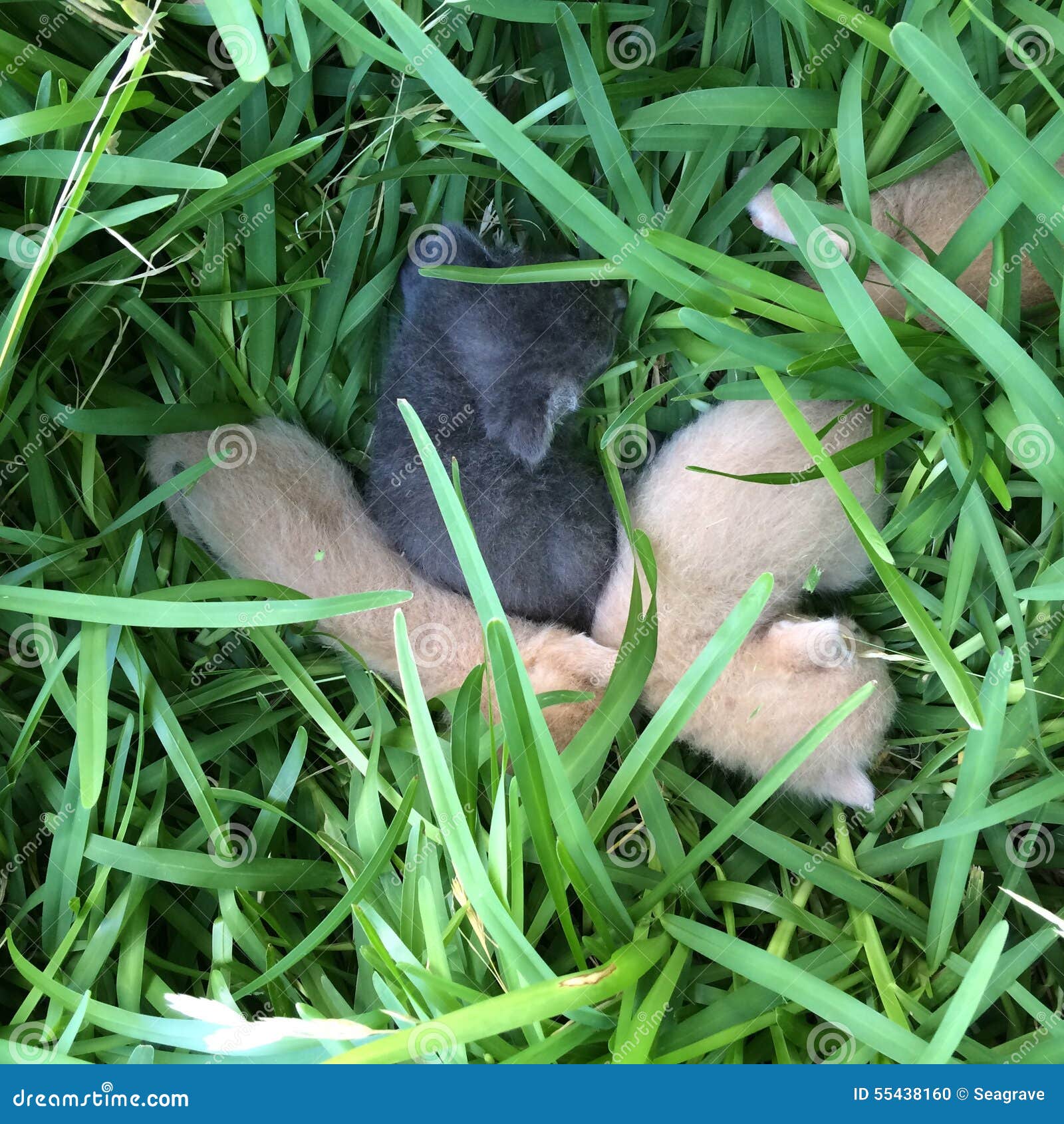 Three new baby kittens. stock photo. Image of kittens - 55438160