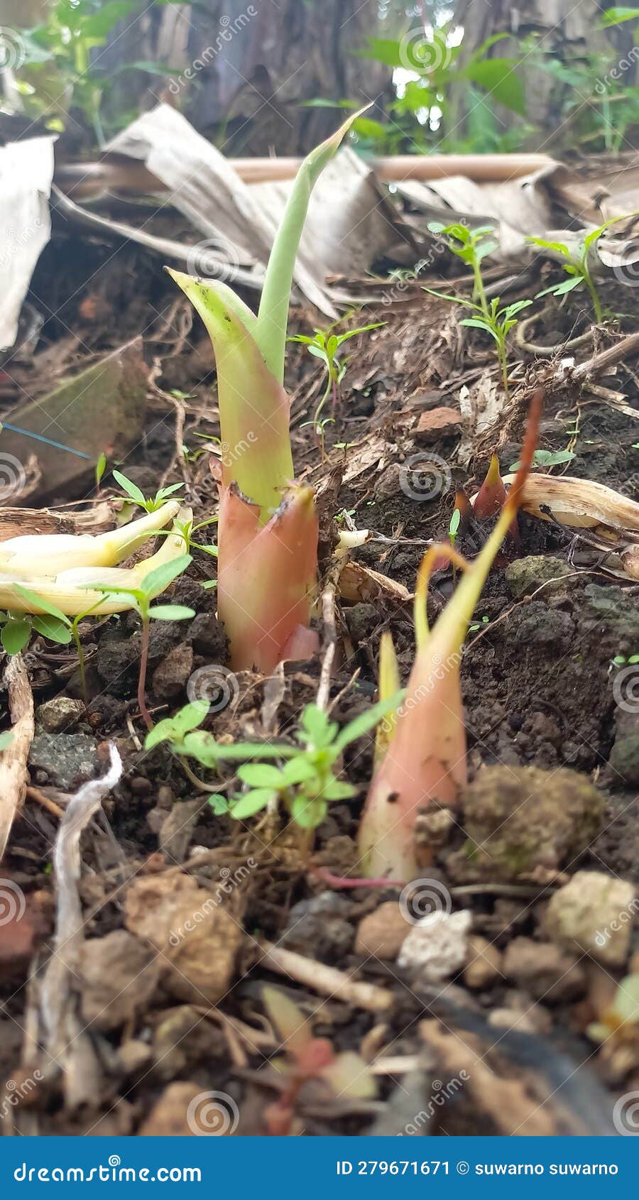 Three New Banana Tree Shoots Sprouted Stock Image - Image of banana ...