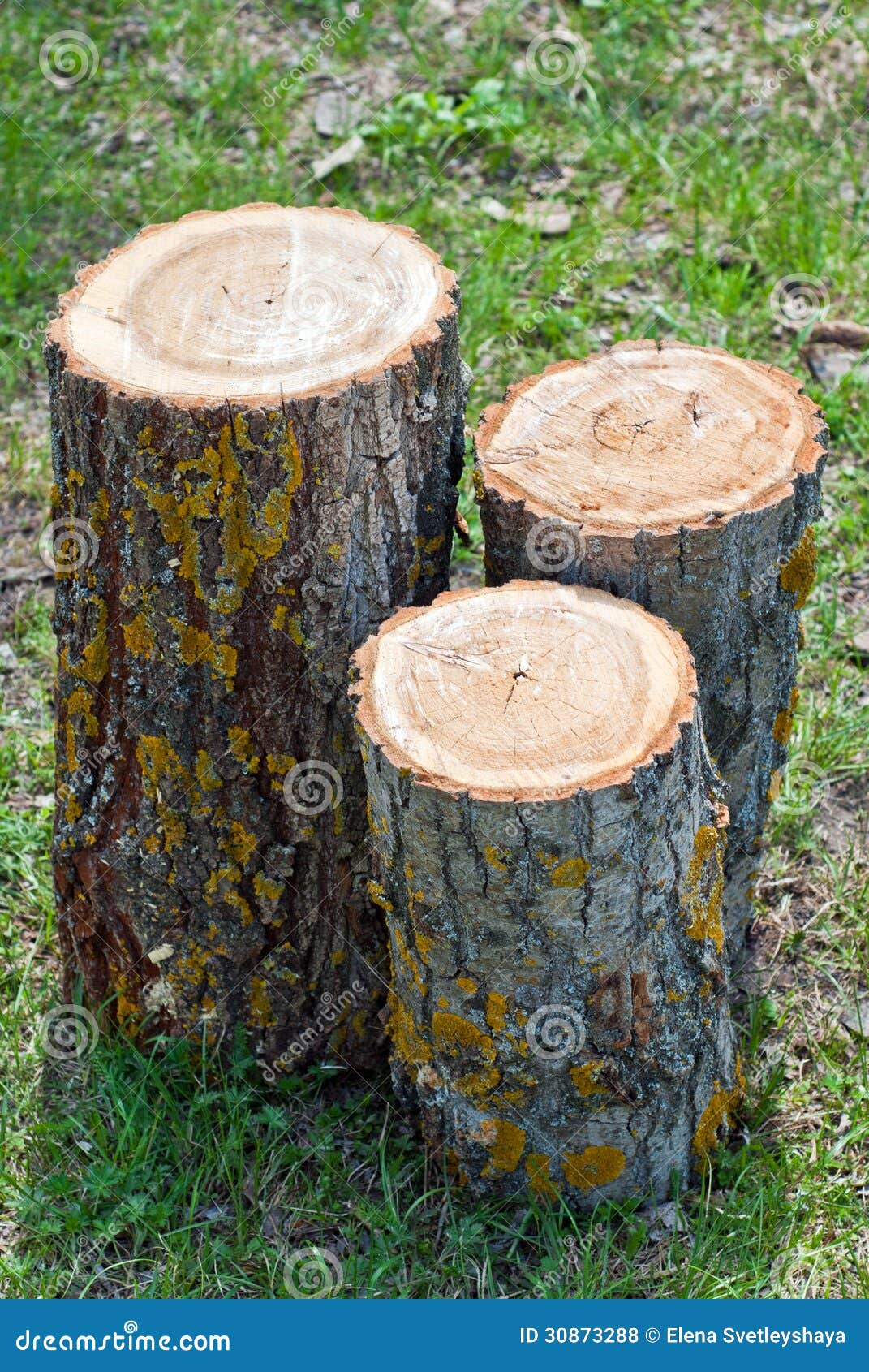 Three New Stumps Stock Photo | CartoonDealer.com #30873288