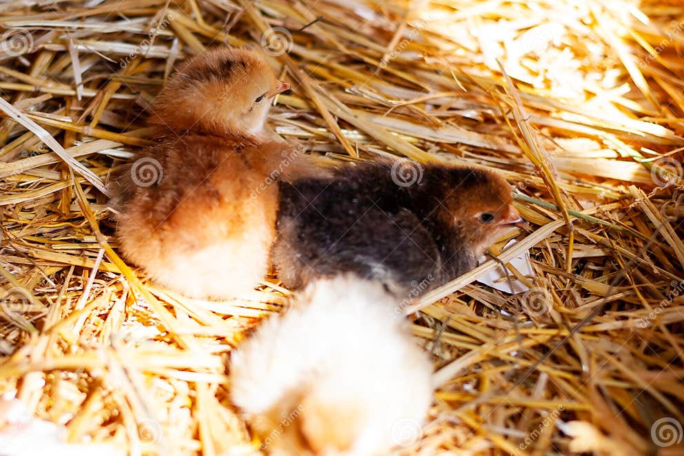 Three Newborn Chicks. Newborn Chickens in the Nest Stock Photo - Image ...