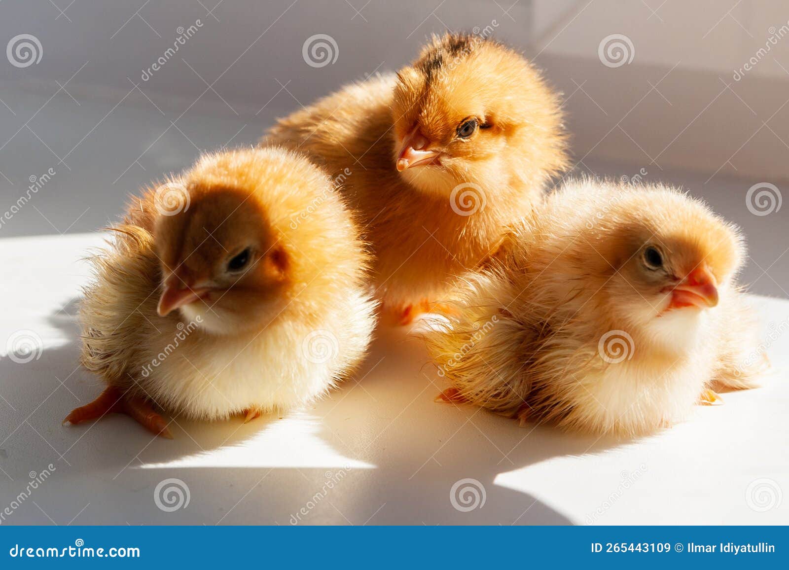 Three Newborn Chicks. Newborn Chicks. Three Insecure Little Chicks ...