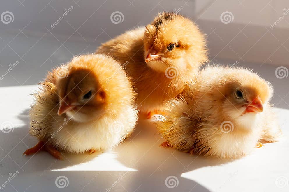 Three Newborn Chicks. Newborn Chicks. Three Insecure Little Chicks ...