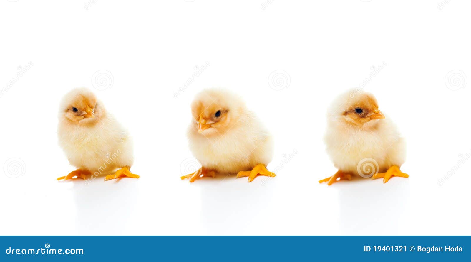 Three Newborn Chicks, Isolated on White Background Stock Image - Image ...