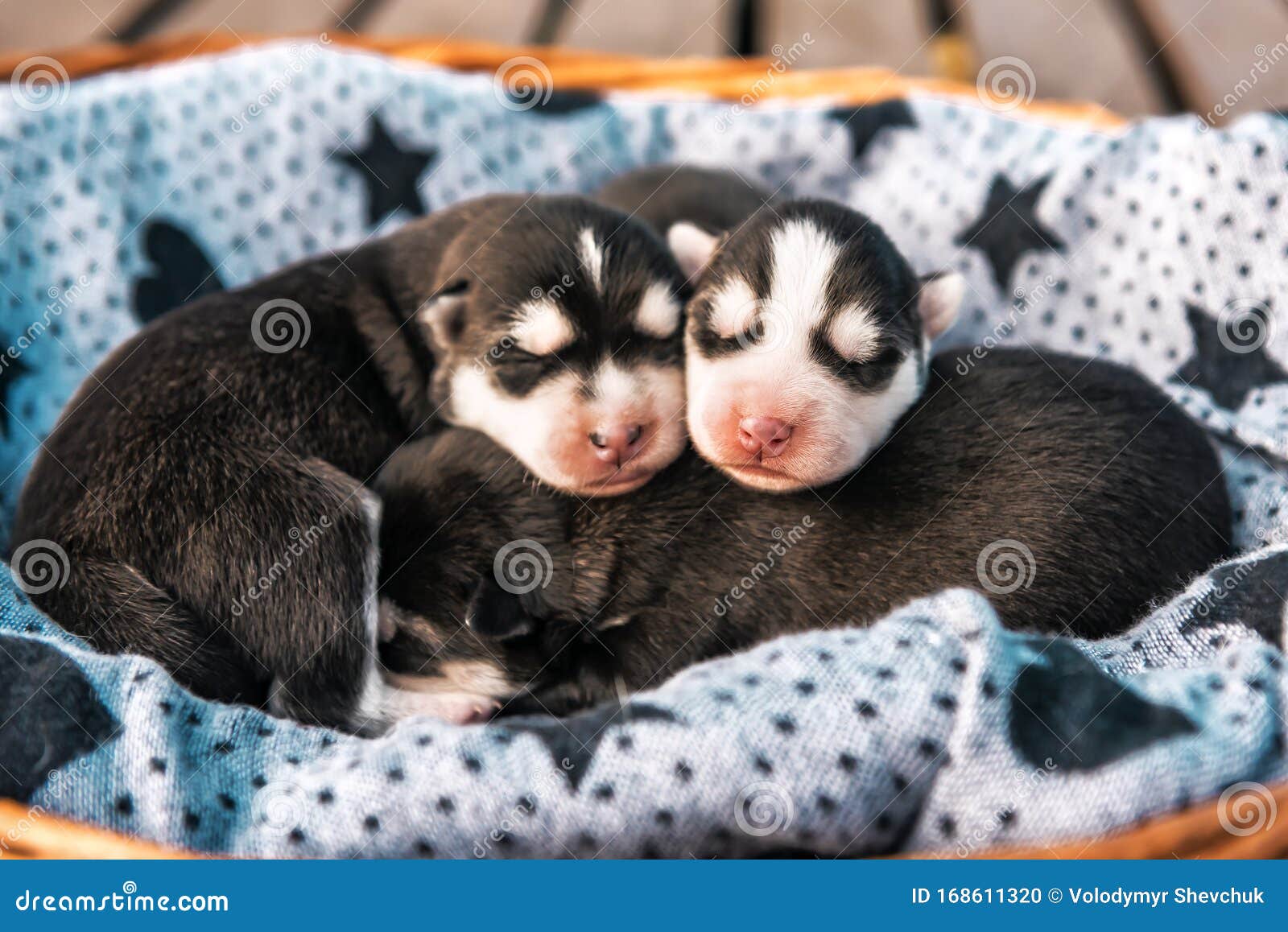 Three Newborn Husky Puppies Stock Photo - Image of happiness, portrait ...